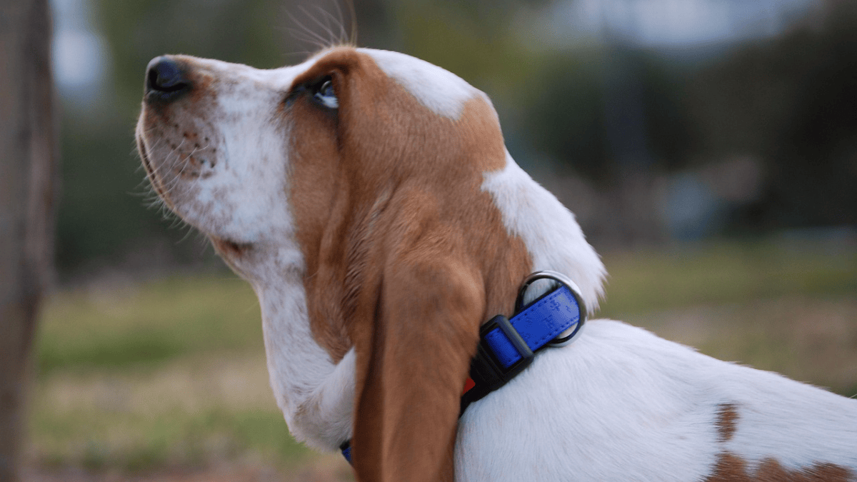 12 dog breeds that are sociable but enjoy a quiet life