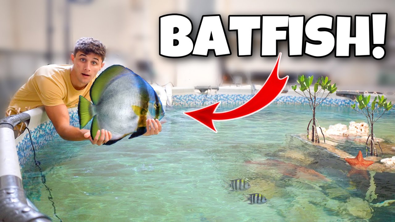 I rescued a giant batfish!🐠