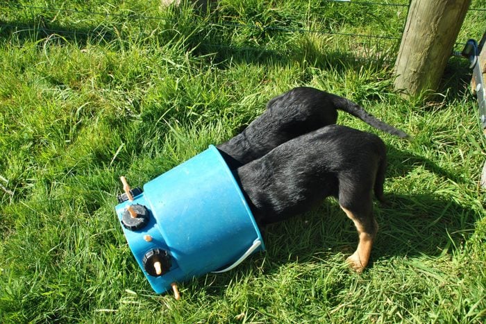 30 dog photos that will light up your day
