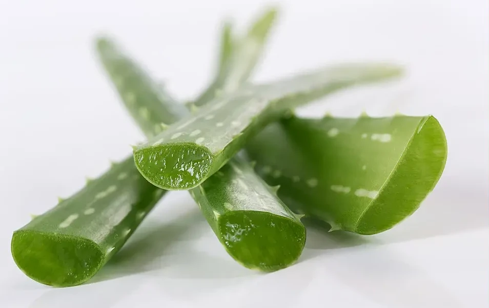 Aloe vera care made simple for plant lovers