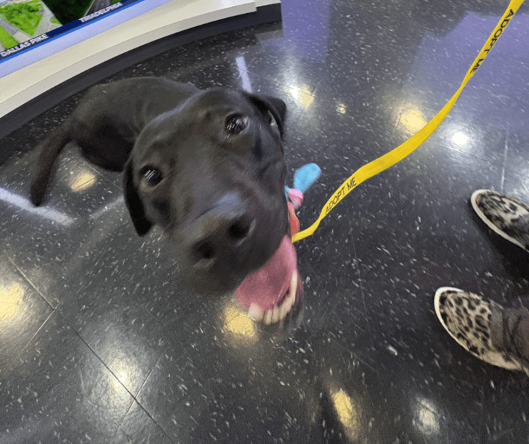 Pet of the week: Maggie