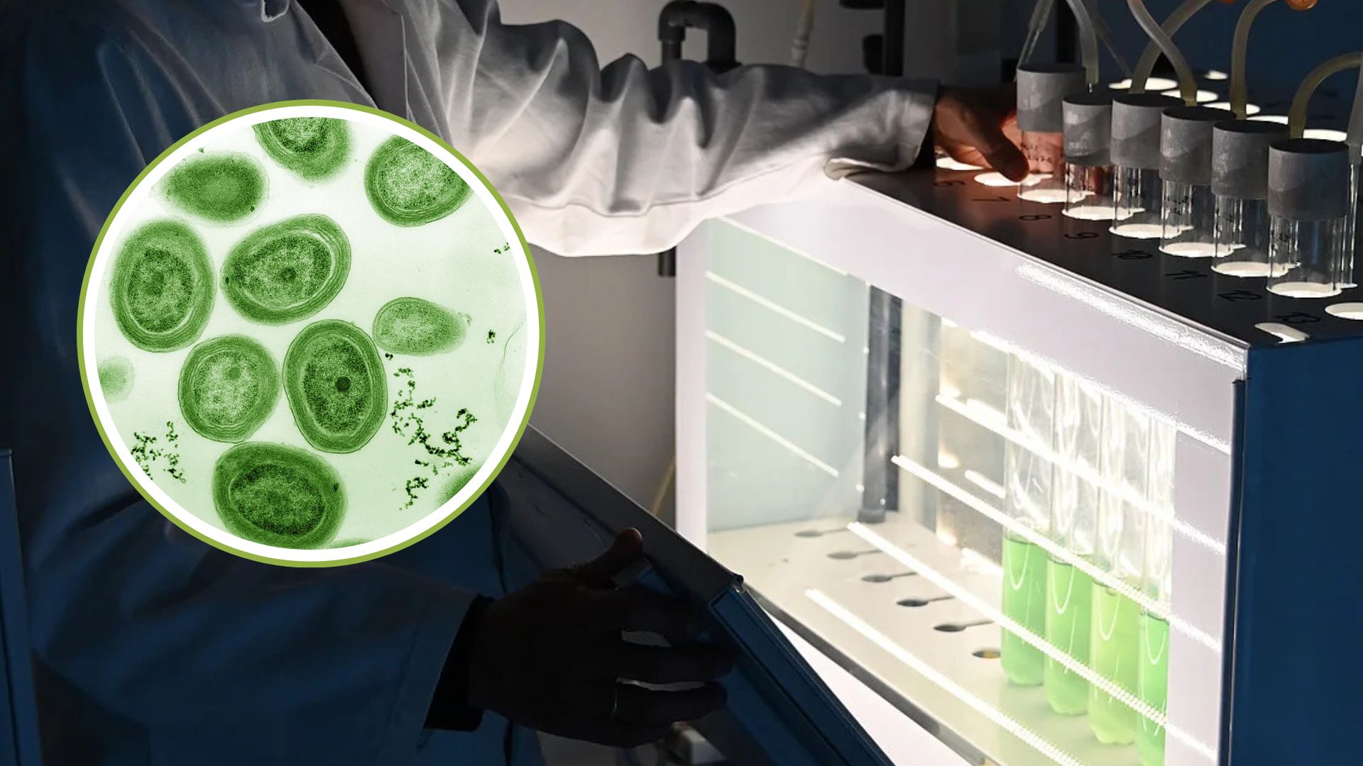 Smart polymer shields blue-green algae from oxygen to generate hydrogen ...