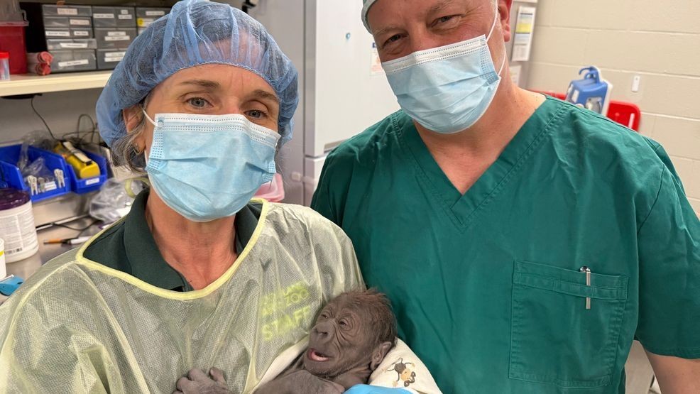 Rare gorilla C-section at Woodland Park Zoo delivers healthy baby boy