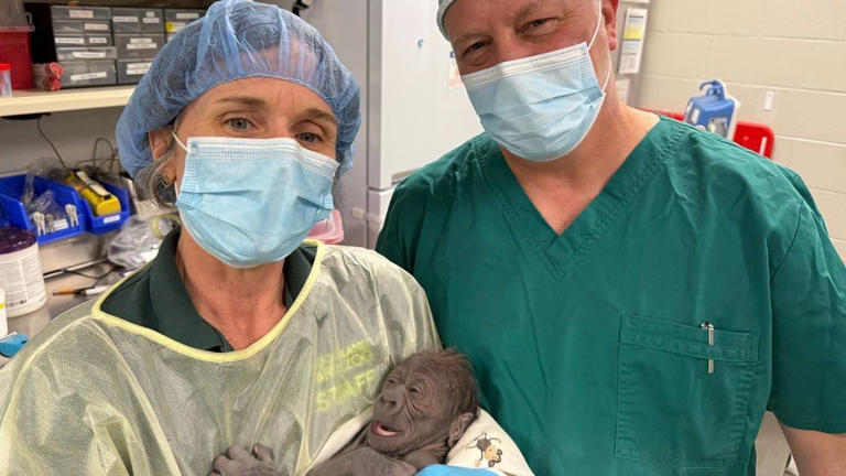 Rare gorilla C-section at Woodland Park Zoo delivers healthy baby boy