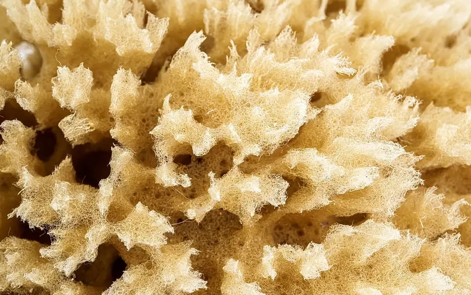 Deep-sea sponges use dual survival strategies in darkness