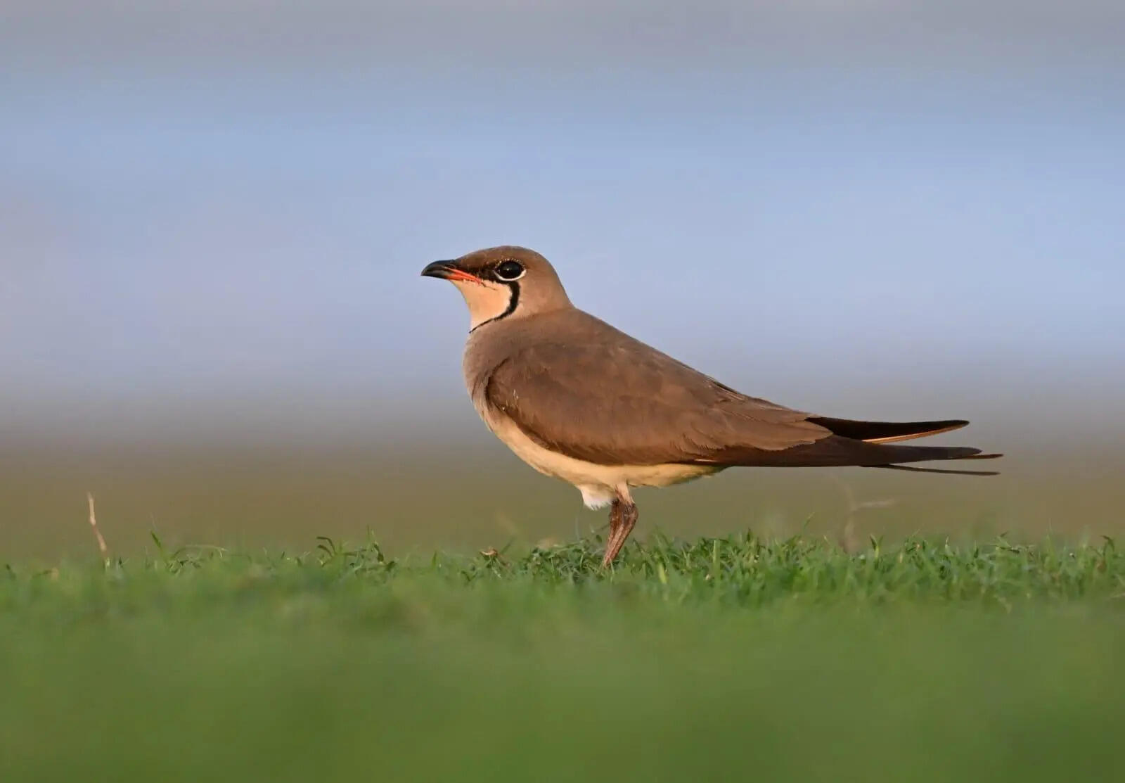 Massive nesting activity in Bhigwan draws photographers, birdwatchers ...