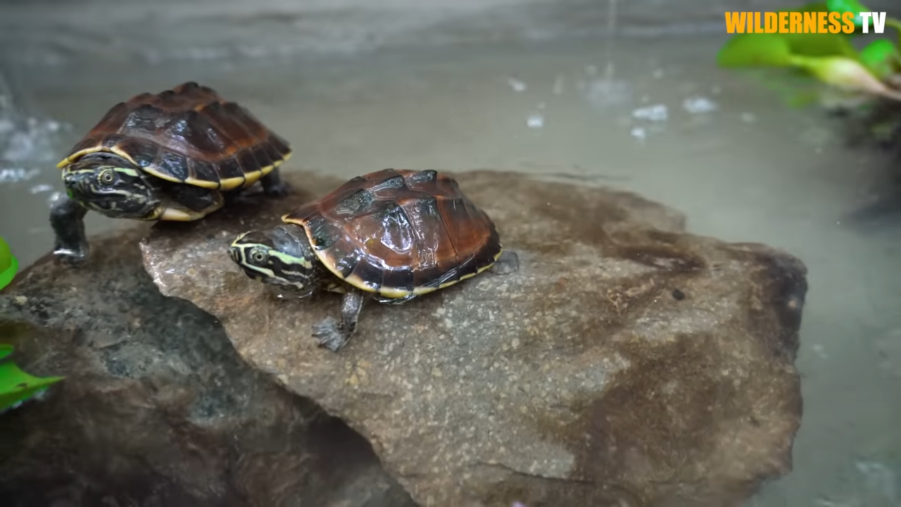 This rescued puppy and turtle were scared – now they’re finally safe