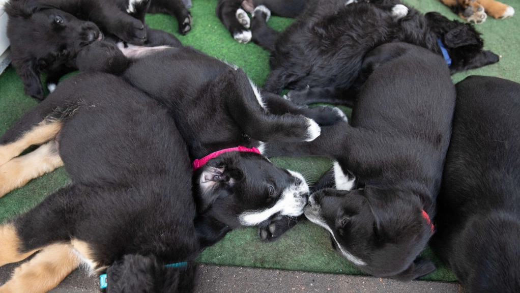 Experts stress early puppy socialization before 14 weeks