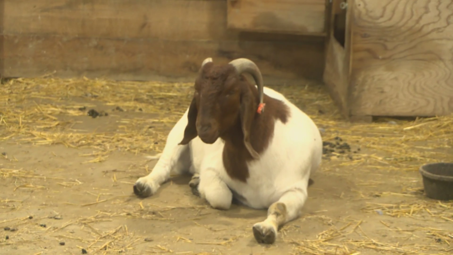 Sanctuary offers farm animal refuge, promotes peace