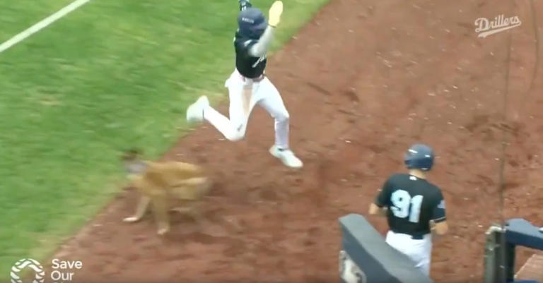 Tulsa Drillers, Dodgers minor-league team, suspending bat dog program ...