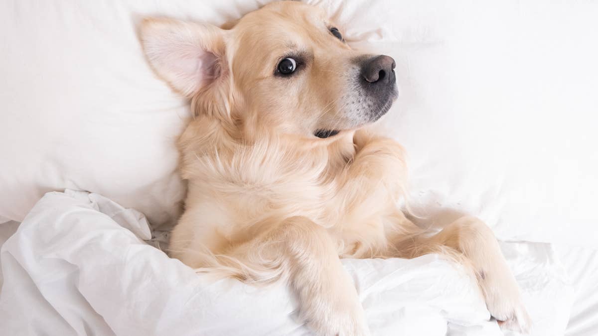 These dogs have a bedroom nicer than most humans'—complete with bunk ...