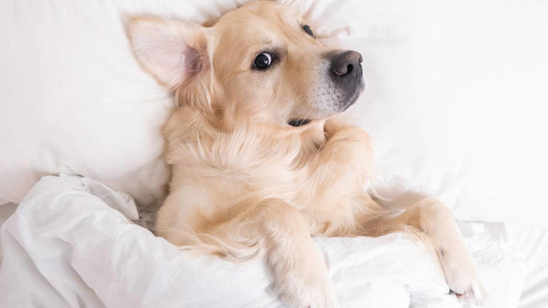 These dogs have a bedroom nicer than most humans'—complete with bunk ...