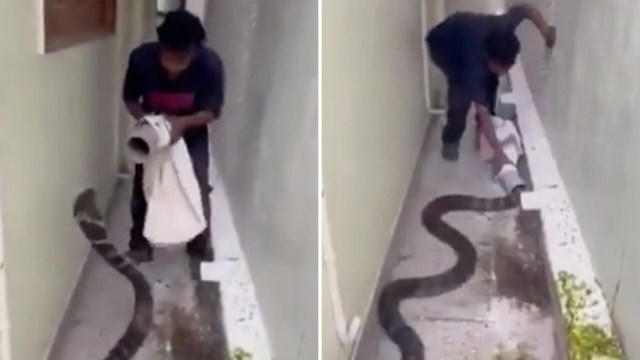 Veteran snake catcher calmly bags a 12-foot king cobra with no ...