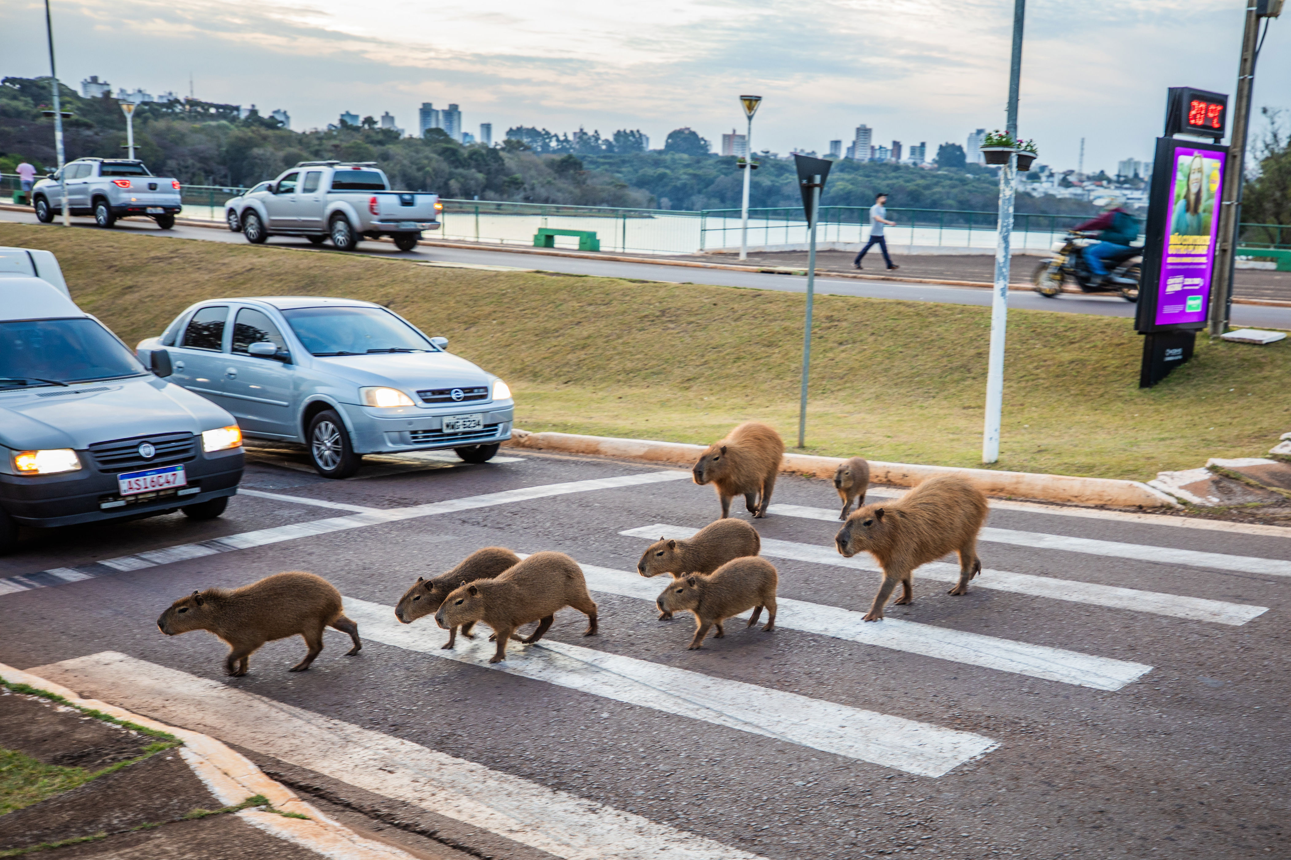 They’re giant. They’re cuddly-looking. I traveled to a city where they ...