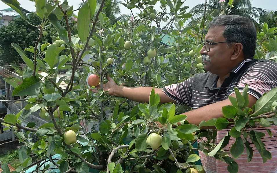 Small space, big harvest with container gardening
