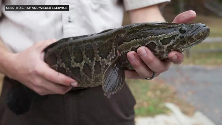 Invasive fish that can walk across the street found in Long Island pond ...