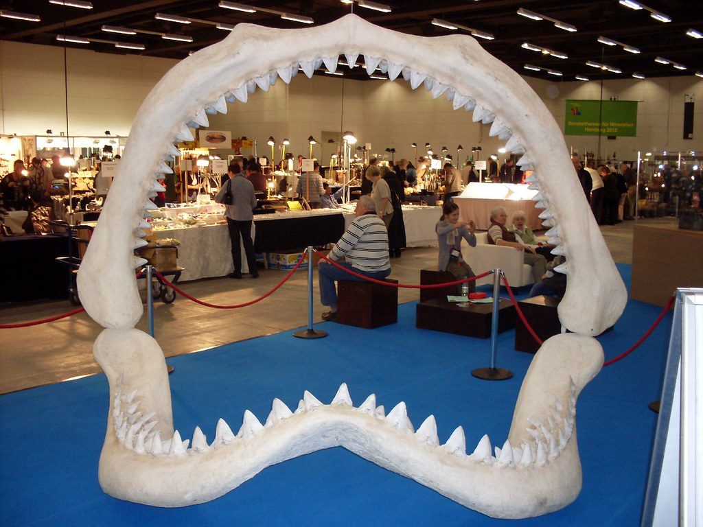 Could a human survive a megalodon attack?