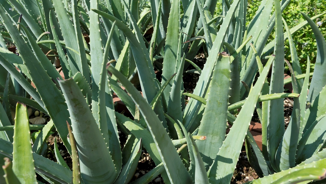 Aloe vera care made simple for plant lovers