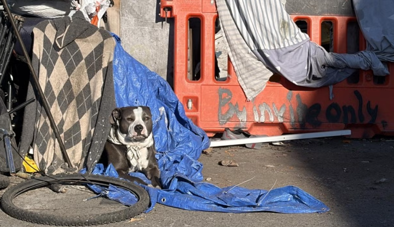 Los Angeles dog outbreak reveals how a preventable bacterial disease ...