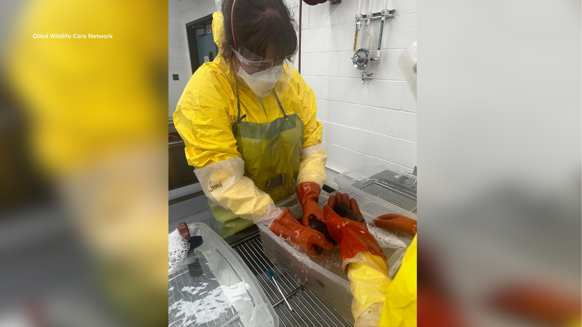 Oiled birds collected, being treated after pipeline rupture and oil ...