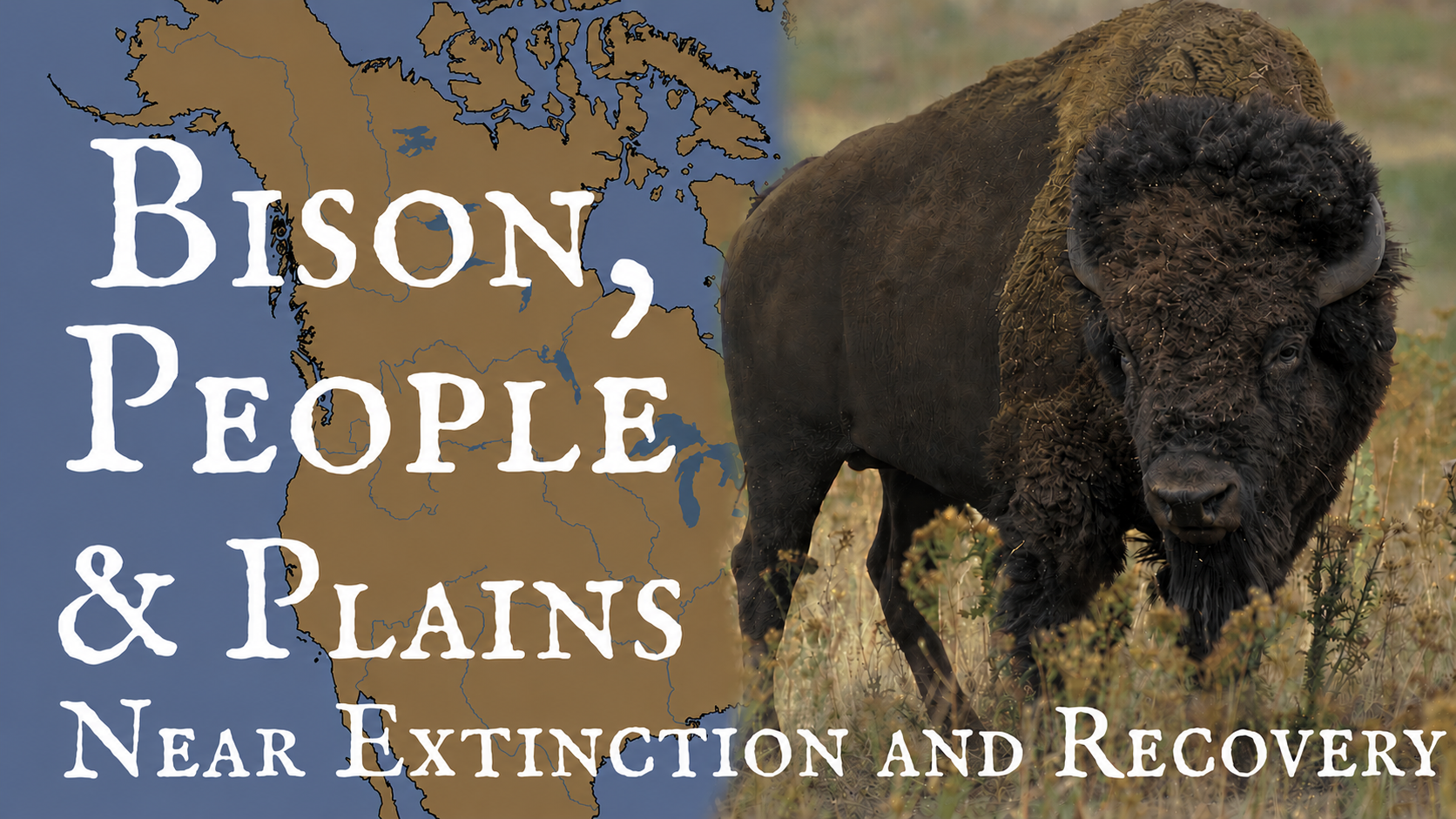 Bison, people, and plains: Near extinction and recovery
