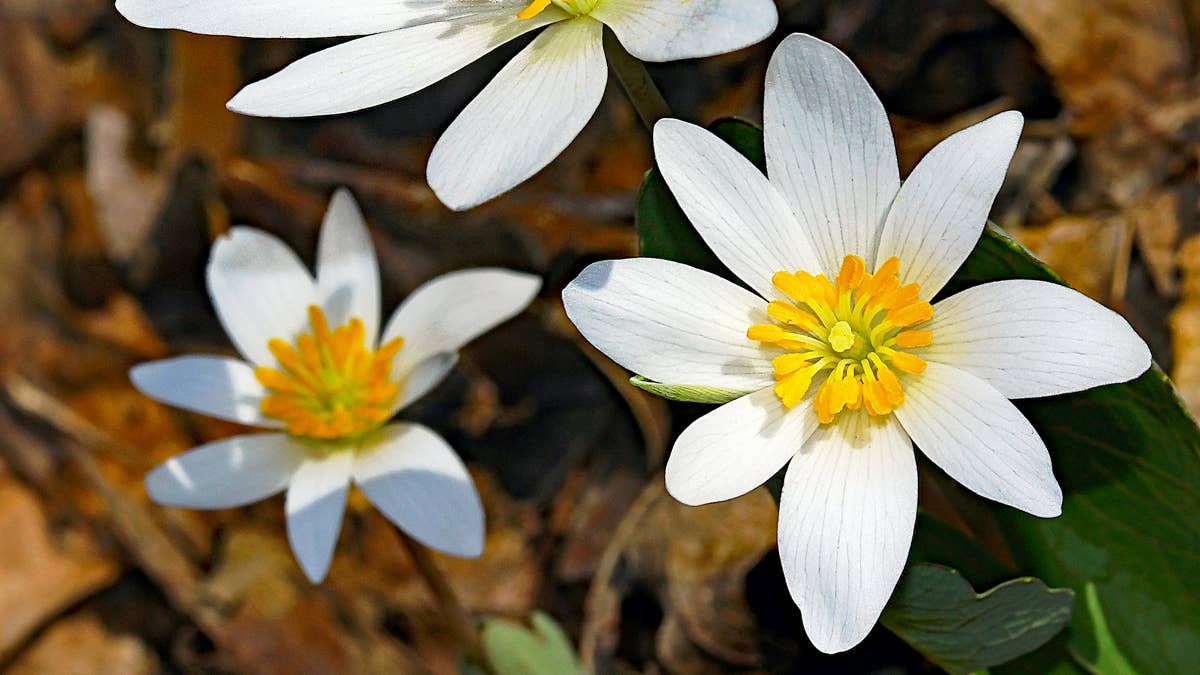 Discover 8 unique shade-loving perennials to replace hostas in your garden