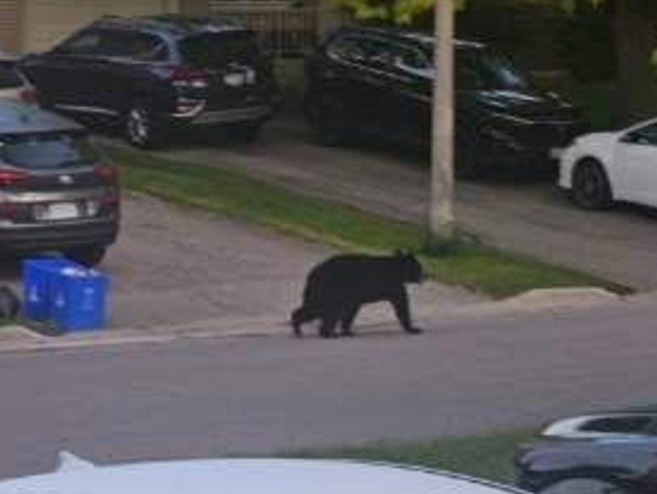 Bear-y rare sight in Oshawa neighbourhood