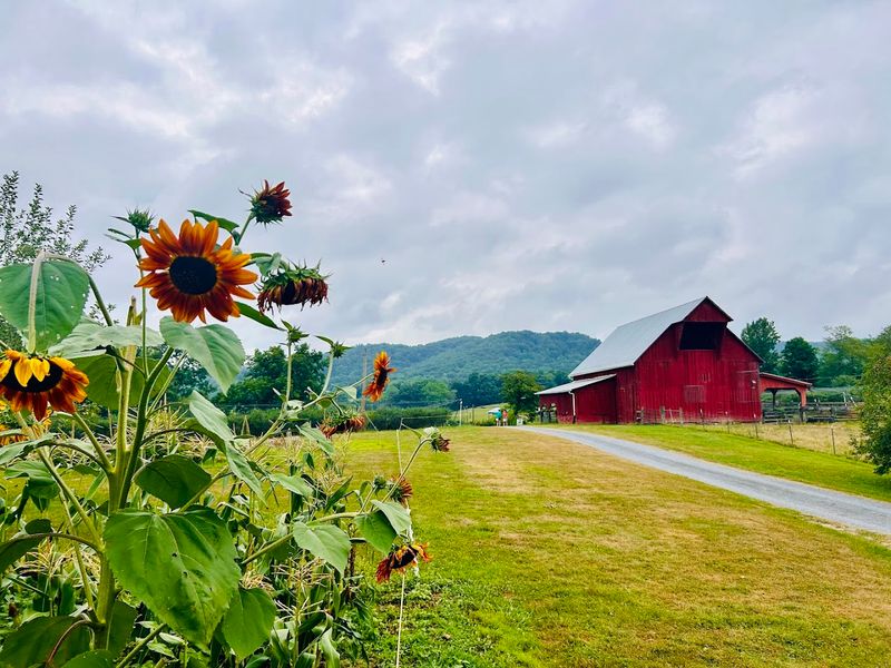 The West Virginia u-pick farm where you can get fresh blueberries for ...