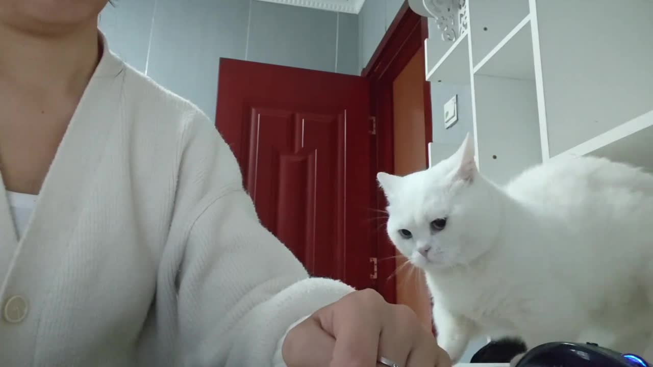 Mischievous white cat playfully bites owner’s hand in Hebei, China