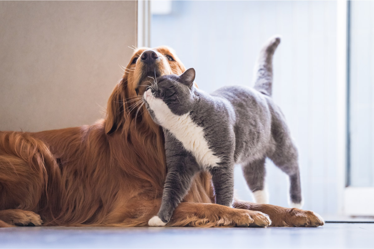 What it really means when your cat rubs their face on everything