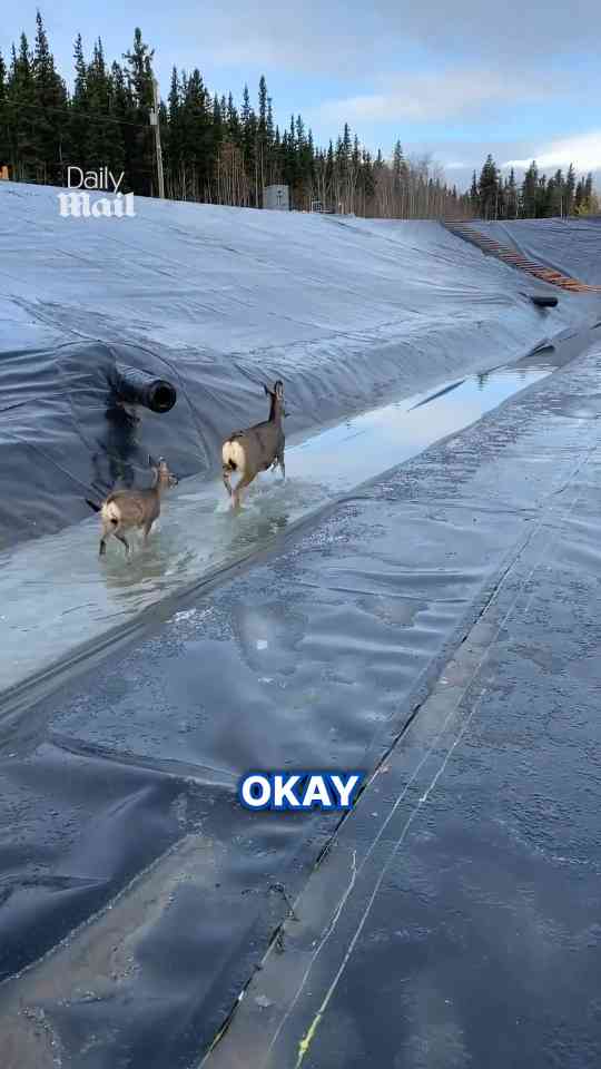 Mother deer and fawn rescued after falling into sewage pit