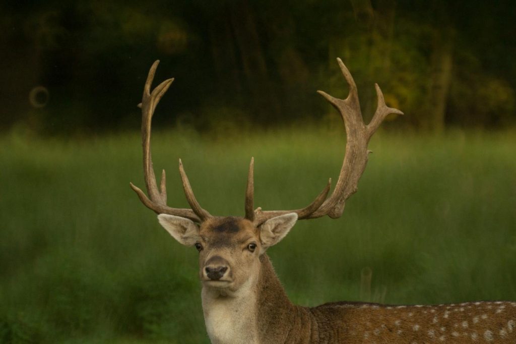What you should do when you find shed deer antlers in your yard