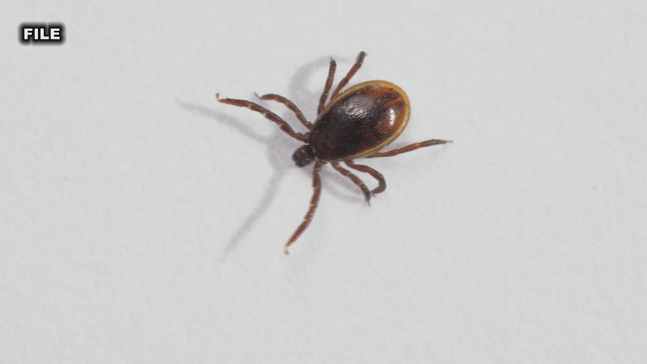 Deadly tick-borne disease affecting domestic cats in Kentucky