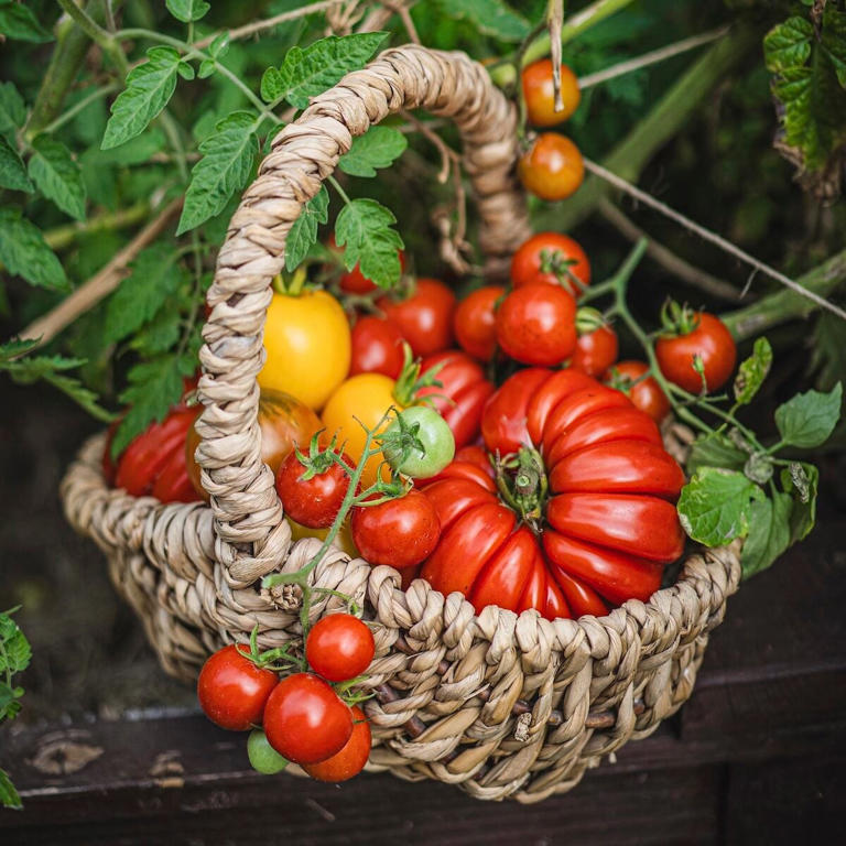 Tomato diseases: Protect your plants (and your harvest)