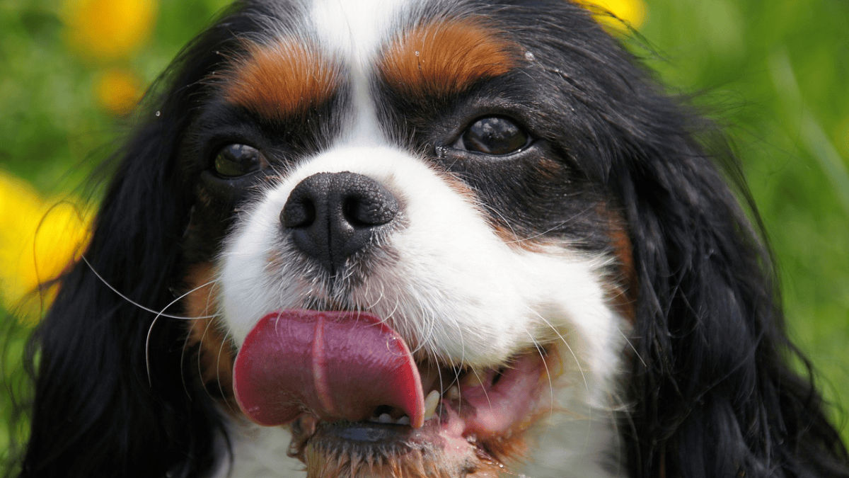 12 dog breeds that are sociable but enjoy a quiet life