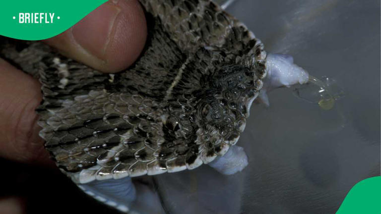 Snake catcher reveals puff adder venom during Mossel Bay garden rescue