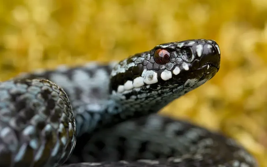 Walker hospitalised after suspected adder bite near Glasgow