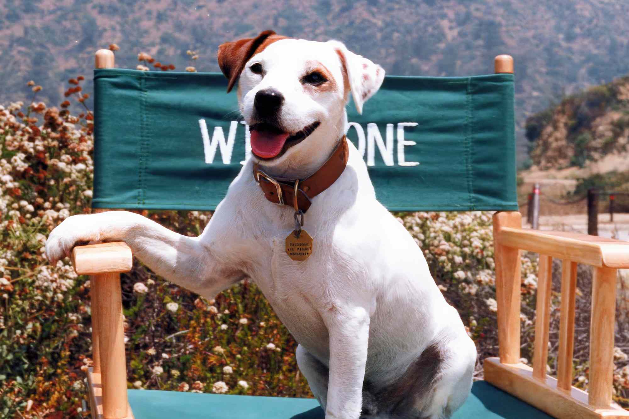 “Wishbone” creators thought the show was 'doomed' when PBS asked for 40 ...
