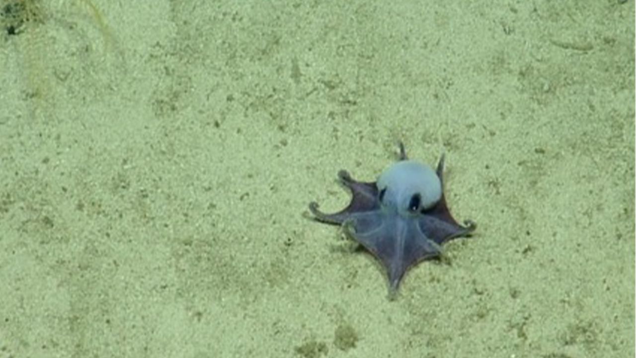 Check out these photos of a bizarre new deep-sea octopus species ...