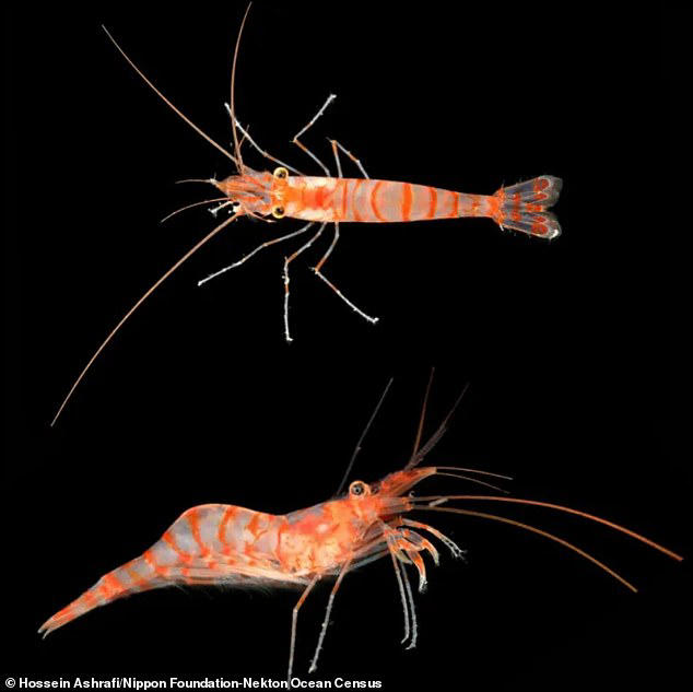 Meat-eating 'death balls' with velcro-like hooks are among 1,000 marine ...