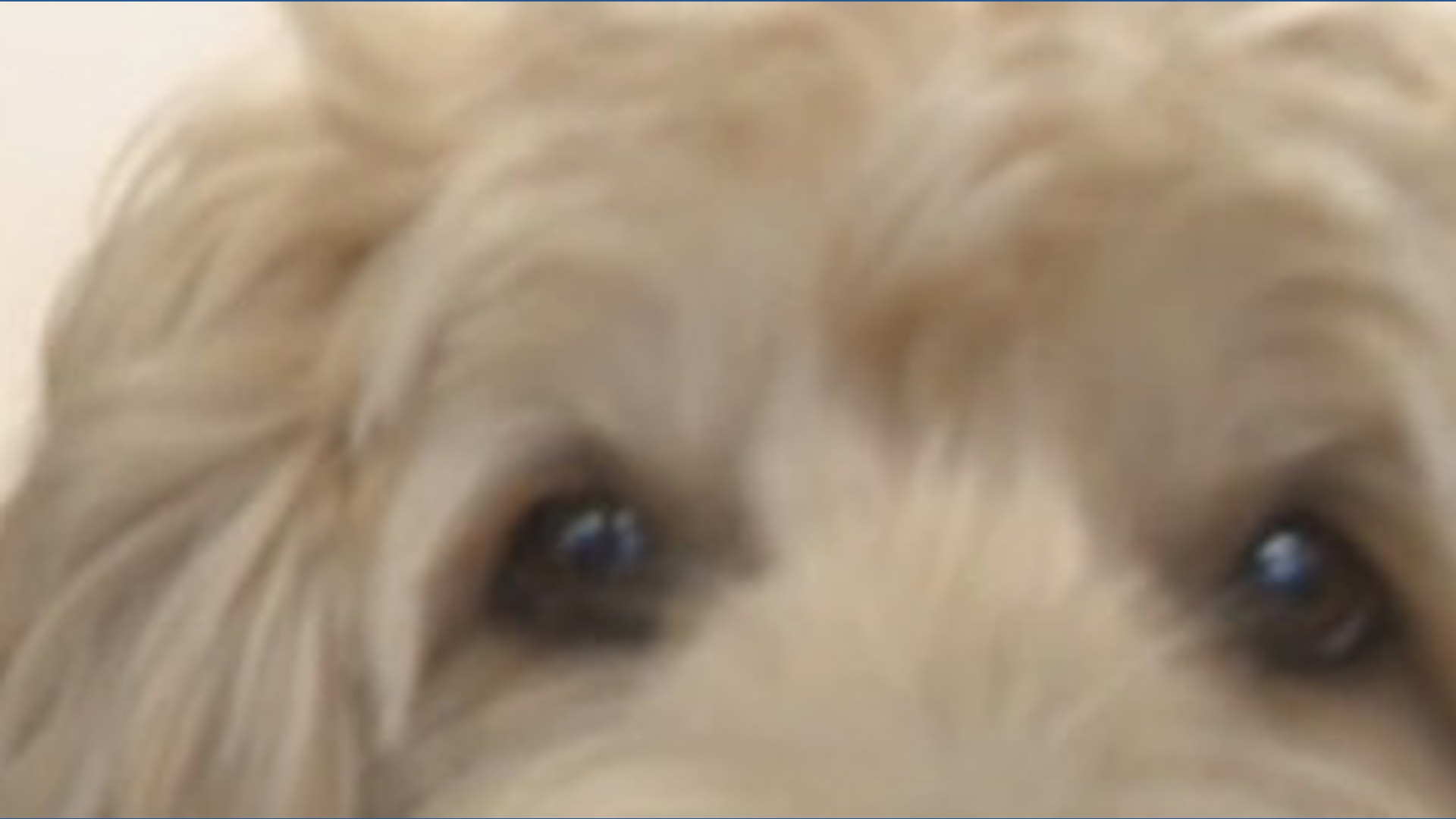 Meet Rosco the therapy dog comforting WNY first responders