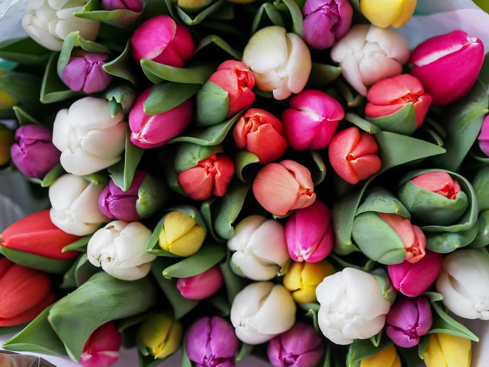 Bulbs bring pastel May blooms to Minnesota
