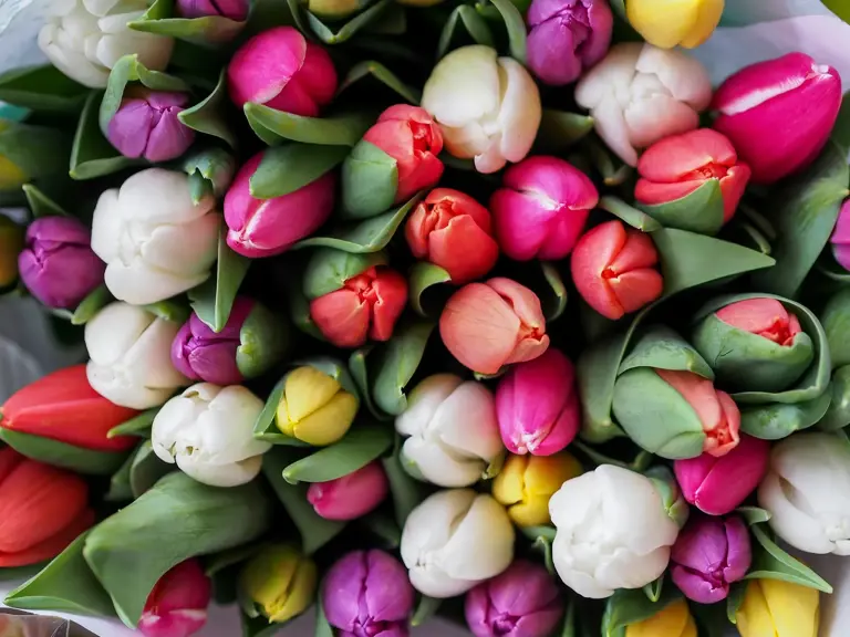 Bulbs bring pastel May blooms to Minnesota