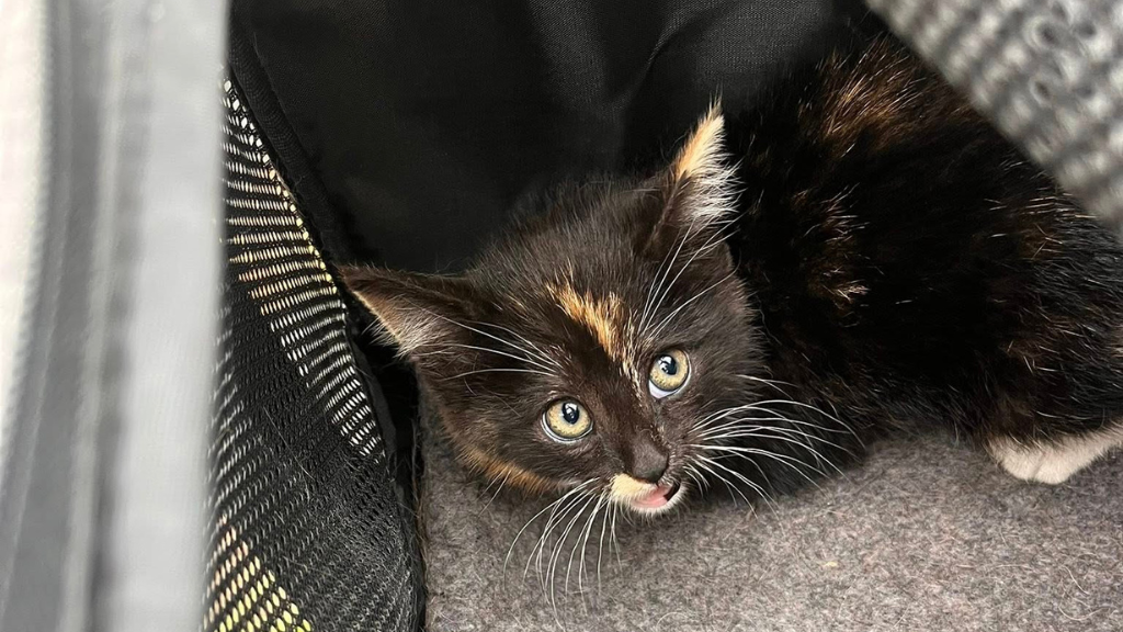 Kitten hitchhikes over 100 miles through Pennsylvania in grill of car