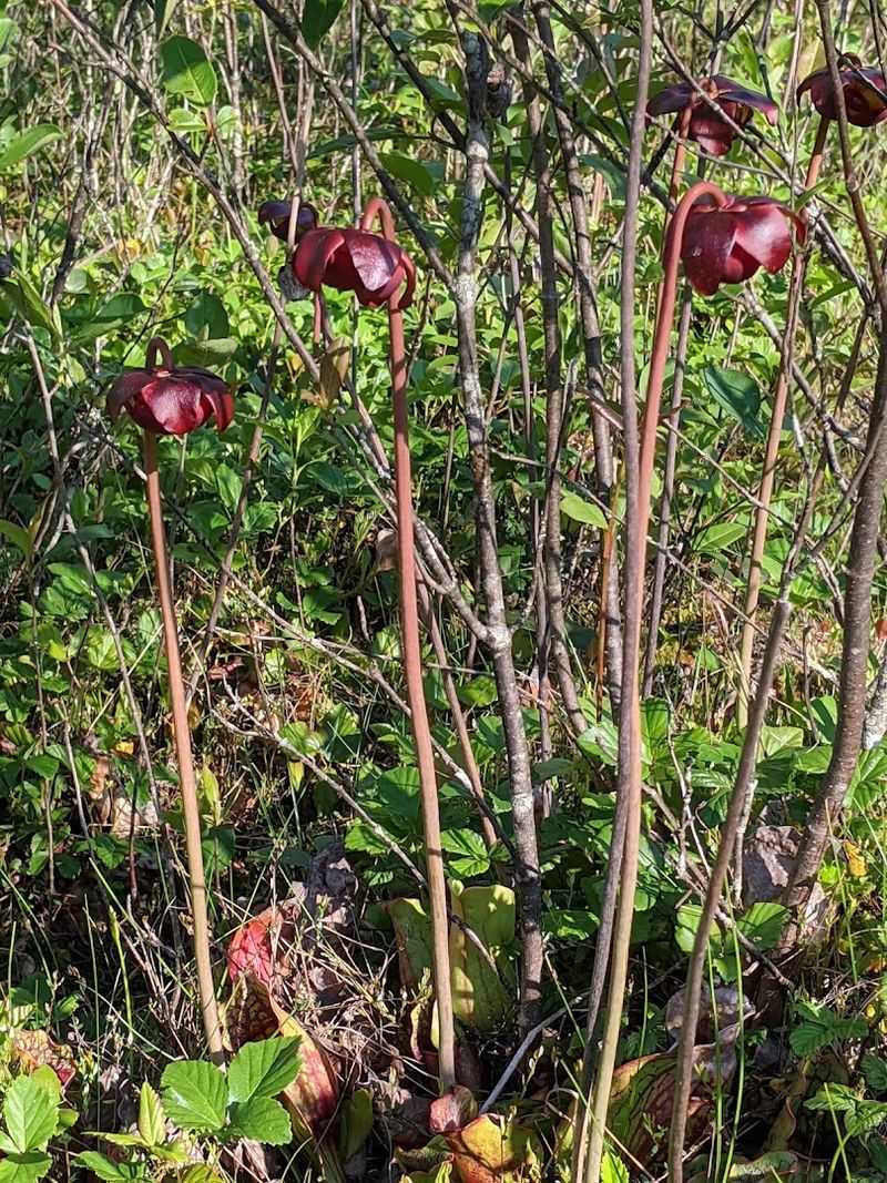 This magical bog in West Virginia is the closest thing to Narnia you’ll ...