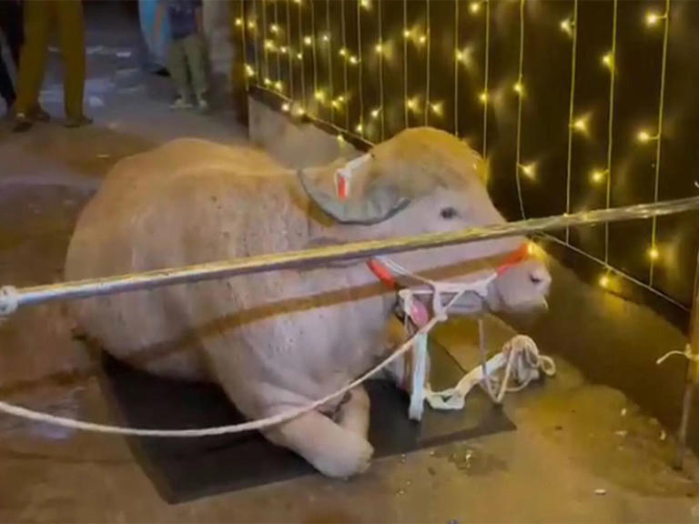 Viral 'Trump' buffalo rescued from Eid slaughter, here's how Bangladesh ...