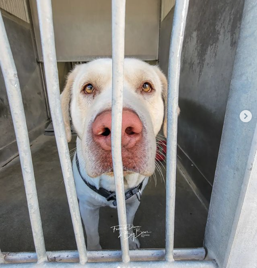California bill aims to move seized animals into homes faster