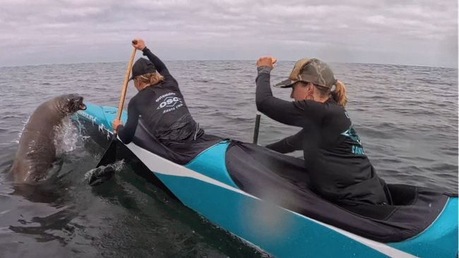 Dramatic moment sea lion jumps onto canoe during race in California Bay
