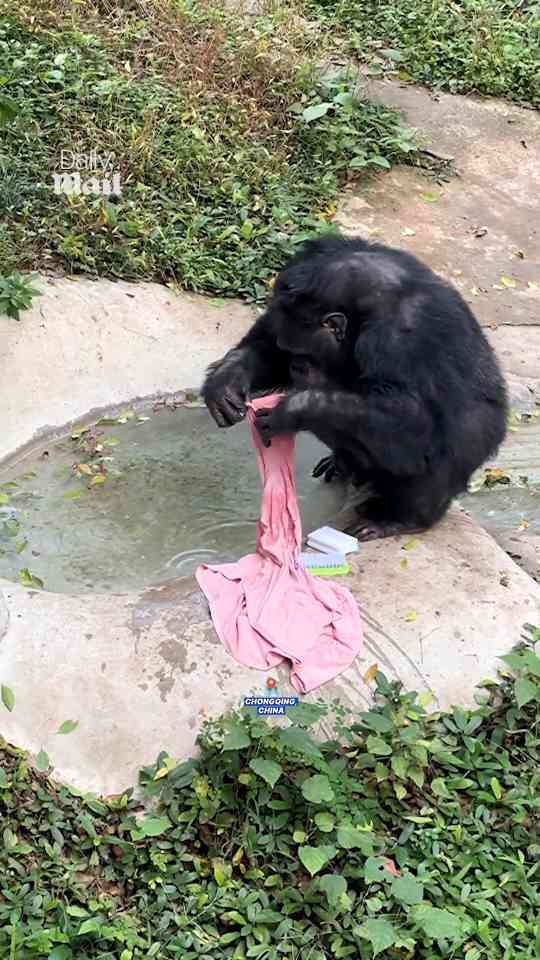 Chimpanzee impresses viewers by washing clothes like a human