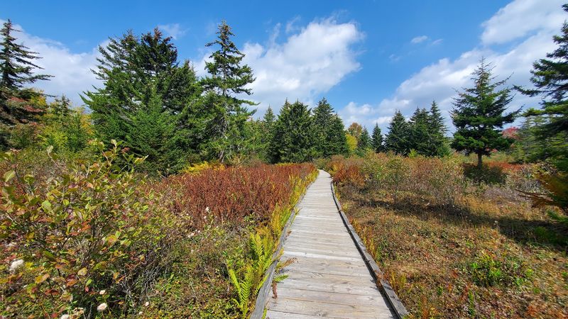 This magical bog in West Virginia is the closest thing to Narnia you’ll ...